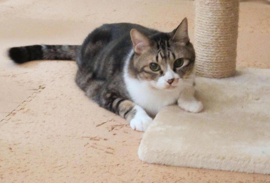 愛子さま24歳に 8月に保護猫迎え触れ合う (共同通信) - Yahoo!ニュース