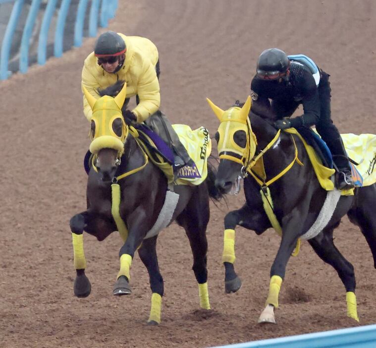 【チャンピオンズC 追い切り】ウィルソンテソーロは美浦Wでラスト11秒9 高木師「今は疲れも取れて問題ない」 (サンケイスポーツ) - Yahoo!ニュース