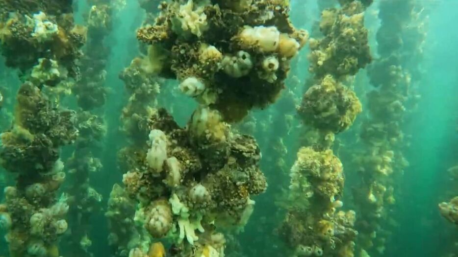 瀬戸内海でカキの大量死問題 岡山県内3漁協「2年もののカキ」7割から8割が死んでいる (RSK山陽放送) - Yahoo!ニュース